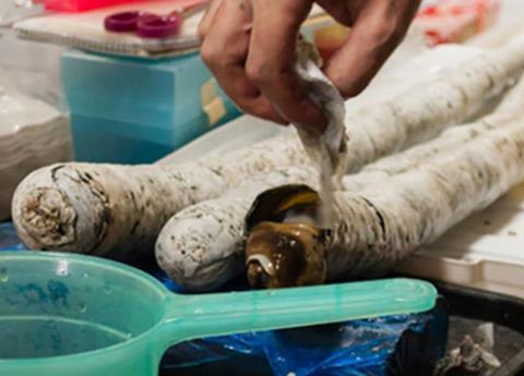 Encuentran por 1ra vez un horrible gusano llamado Kuphus