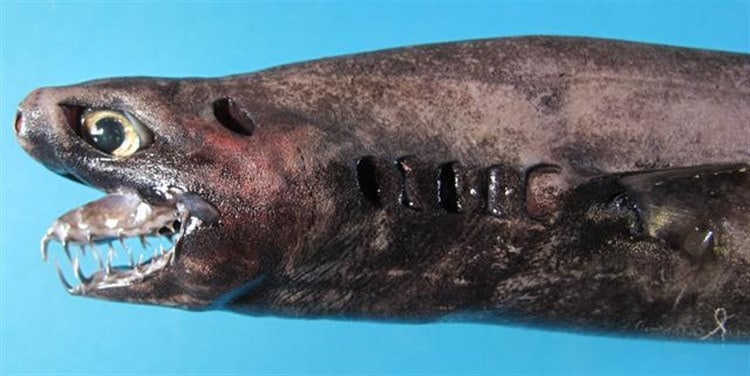 Este es el aterrador “tiburón víbora” ¿Lo conoces?