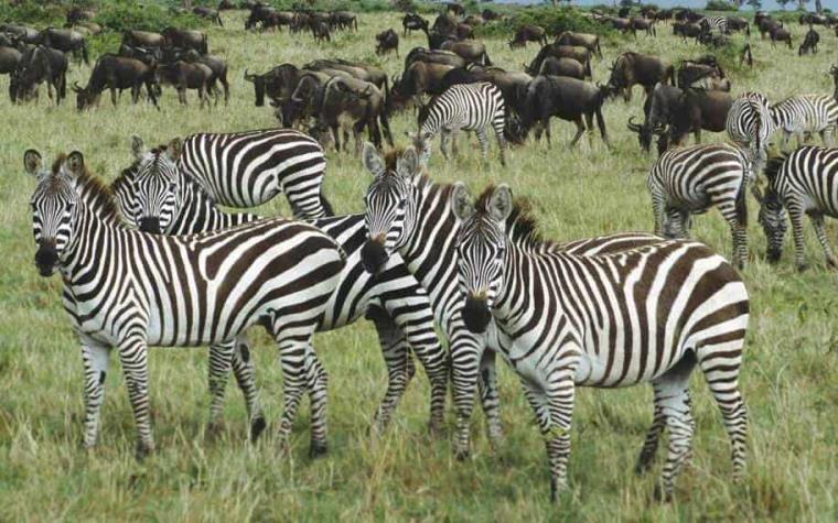 VIDEO Cebra es atacada por dos cocodrilos y el desenlace fue sorprendente