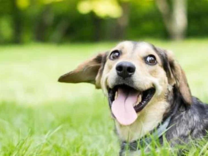 ¿Cuáles son las características de un perro sano?
