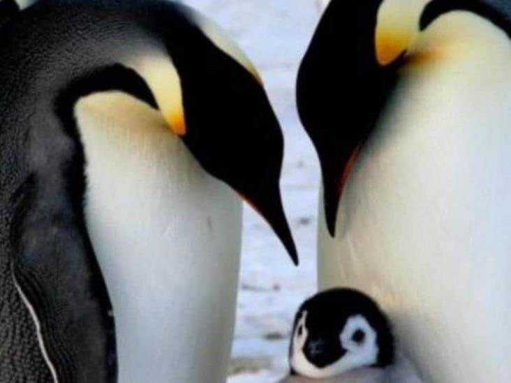Pingüino Emperador En Riesgo De Extinción Por Cambio Climático