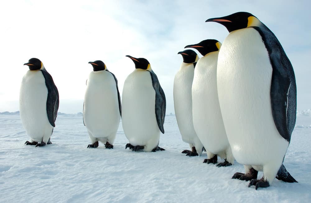 Pingüino Emperador En Riesgo De Extinción Por Cambio Climático
