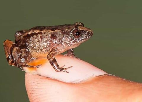 Hallan nuevas especies de ranas miniatura en México