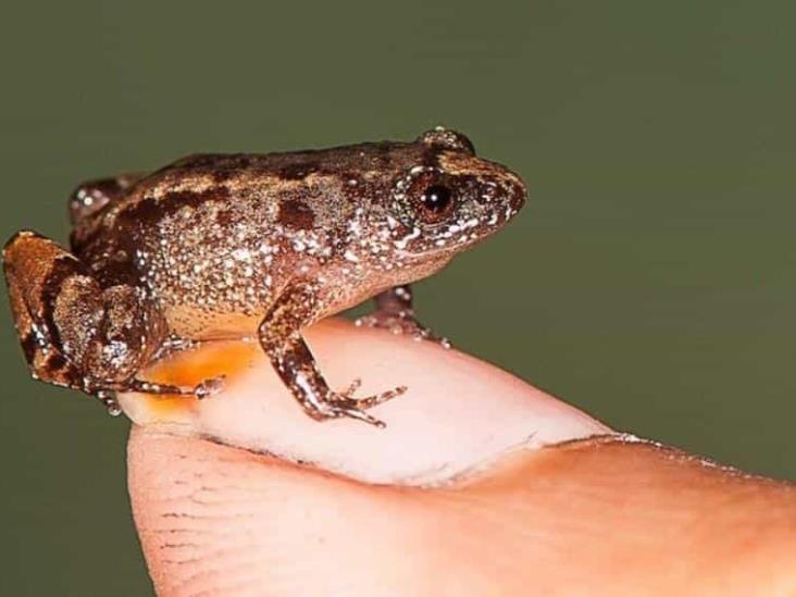 Hallan nuevas especies de ranas miniatura en México