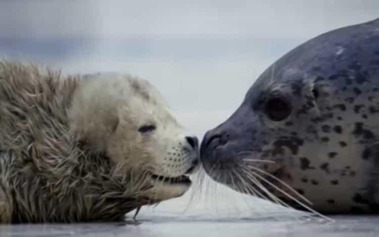 Llegan las focas manchadas a reproducirse en China