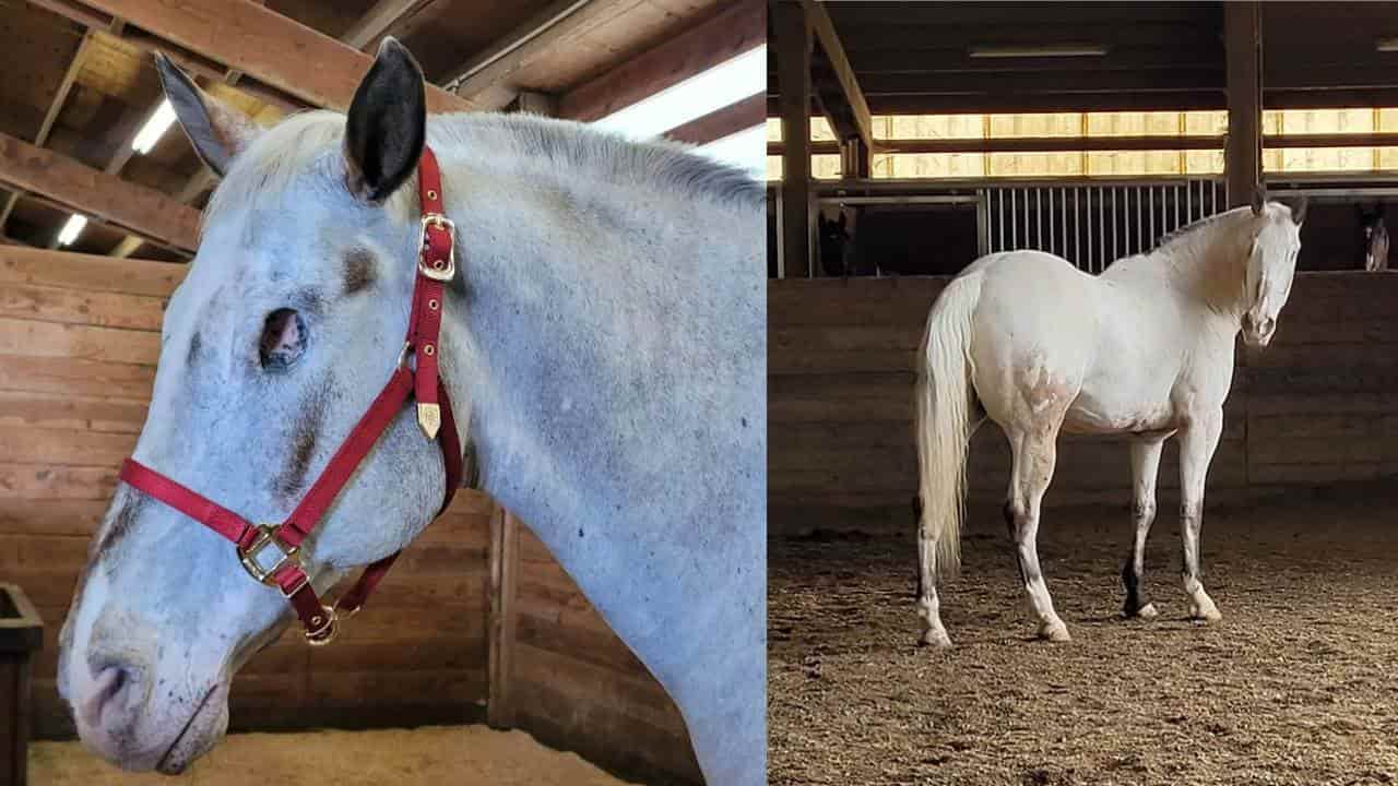 Endo, un caballo ciego que logra tres Récords Guinness