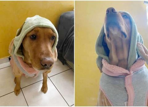 Te decimos como proteger a tu perrito del frío