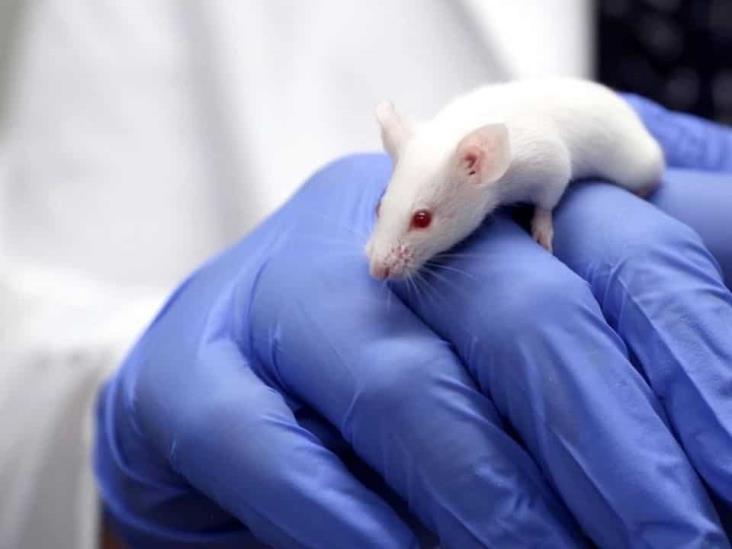 Científicos crean por primera vez ratones a partir de dos machos