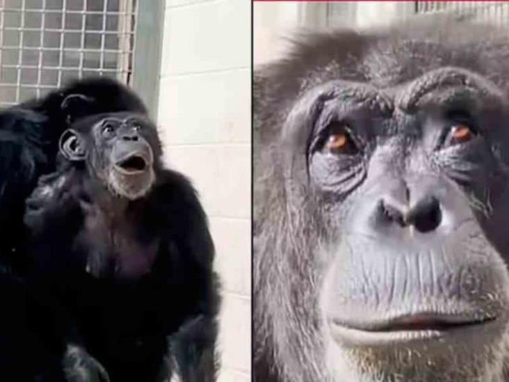 Vuelven viral a chimpancé que miro el cielo después de 29 año