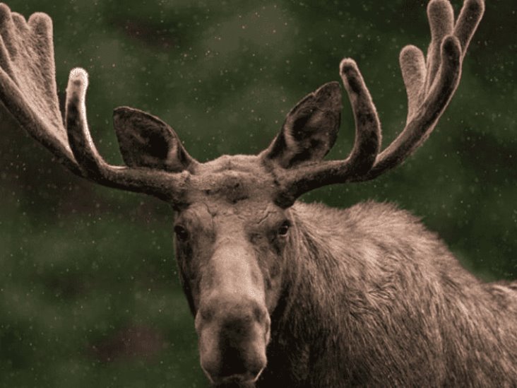 Alce fue captado mientras mudaba su cornamenta