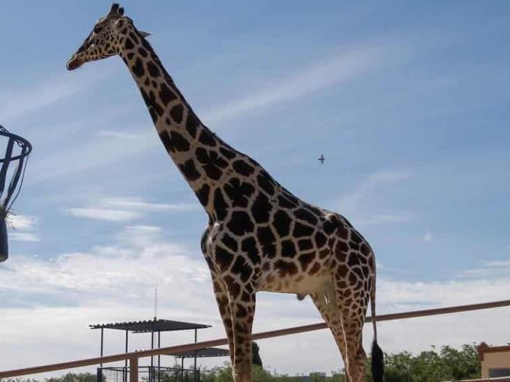 La jirafa Benito y su nuevo hogar